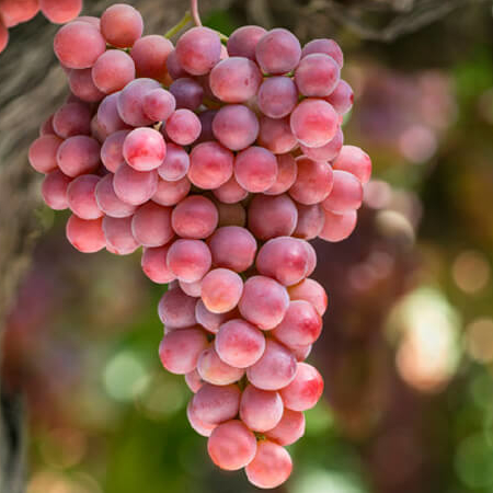 Media | Grapes from California